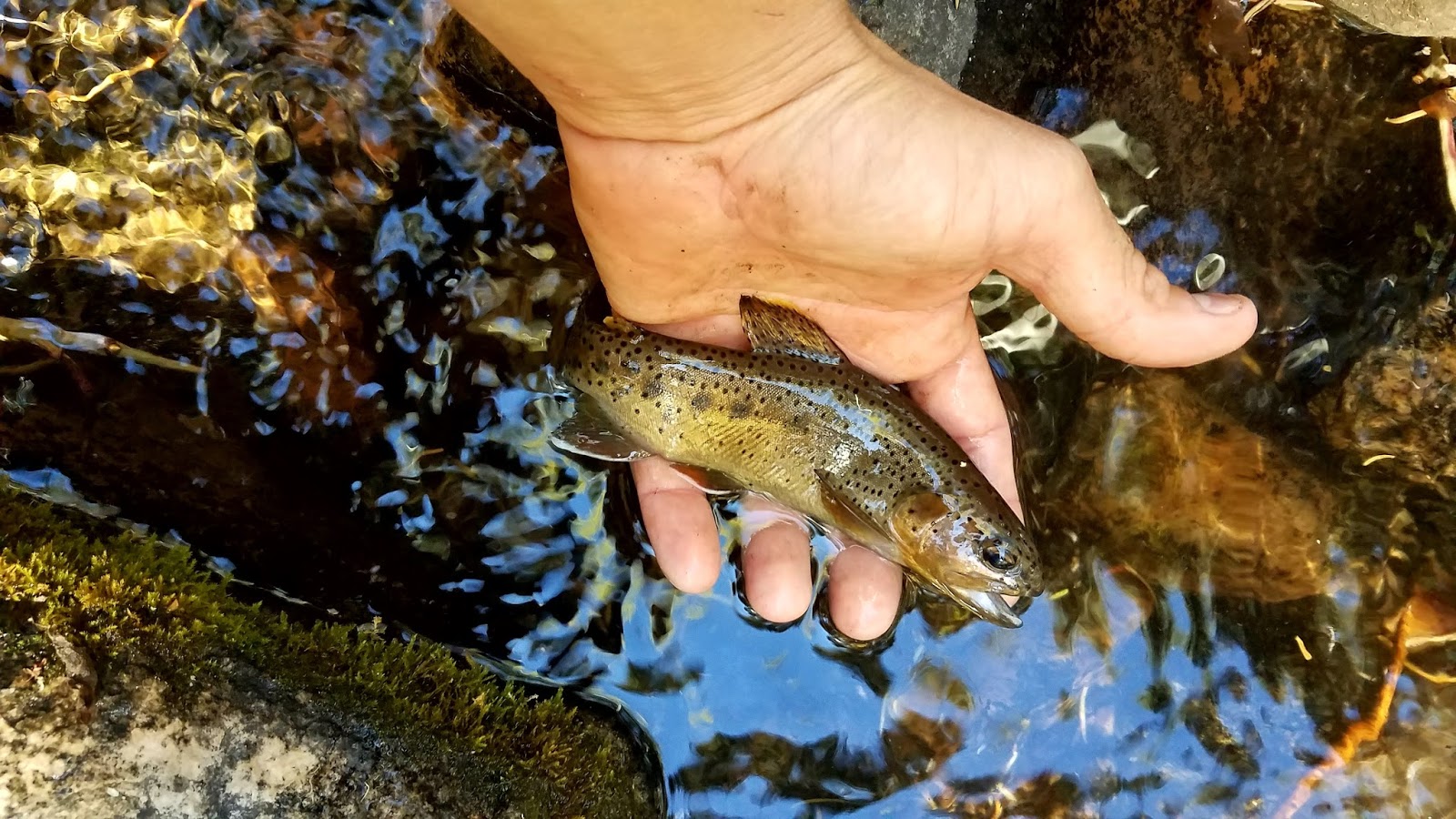 First Apache Trout ( sorta )