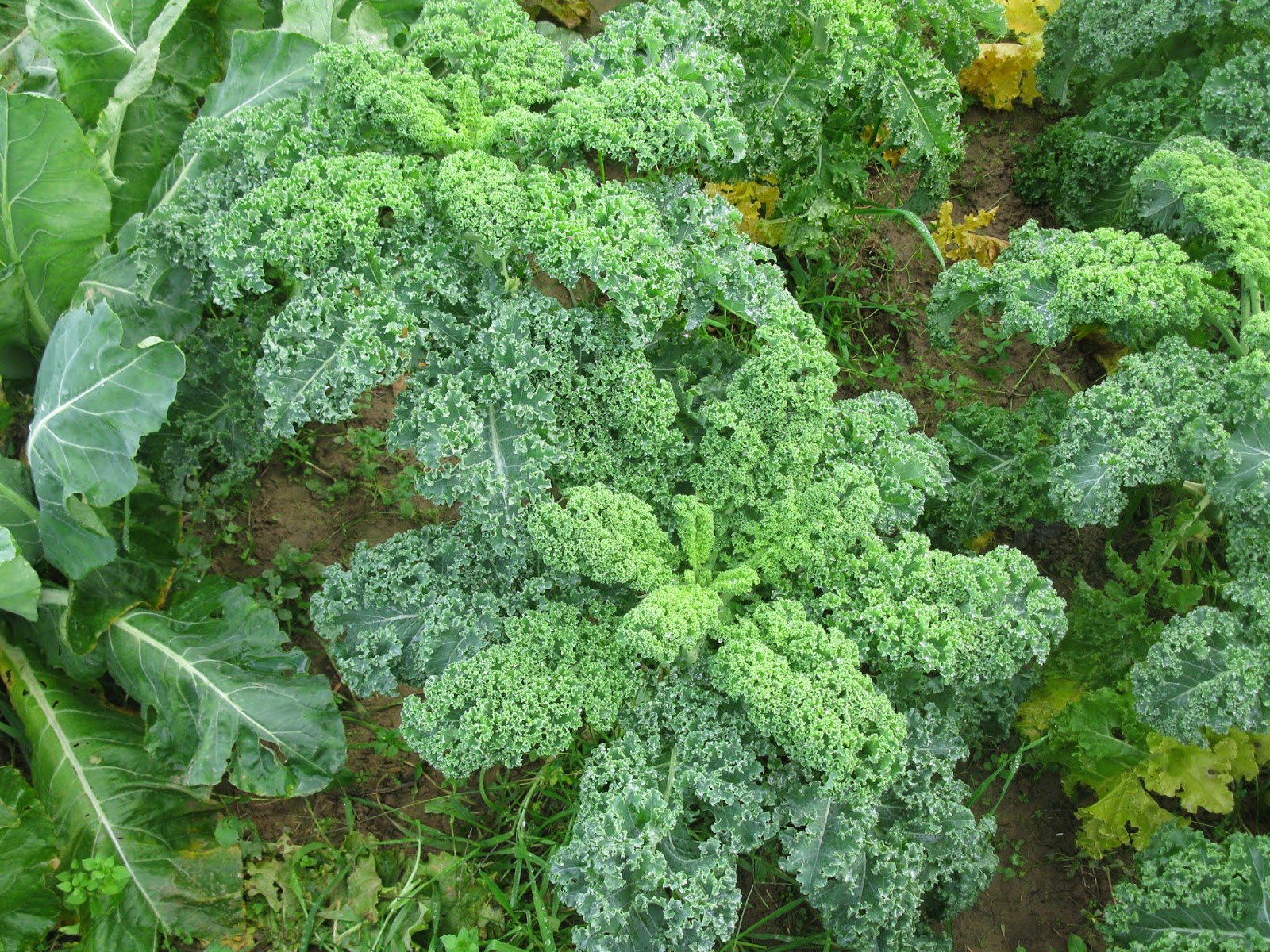 trilingual farming: Kale is back
