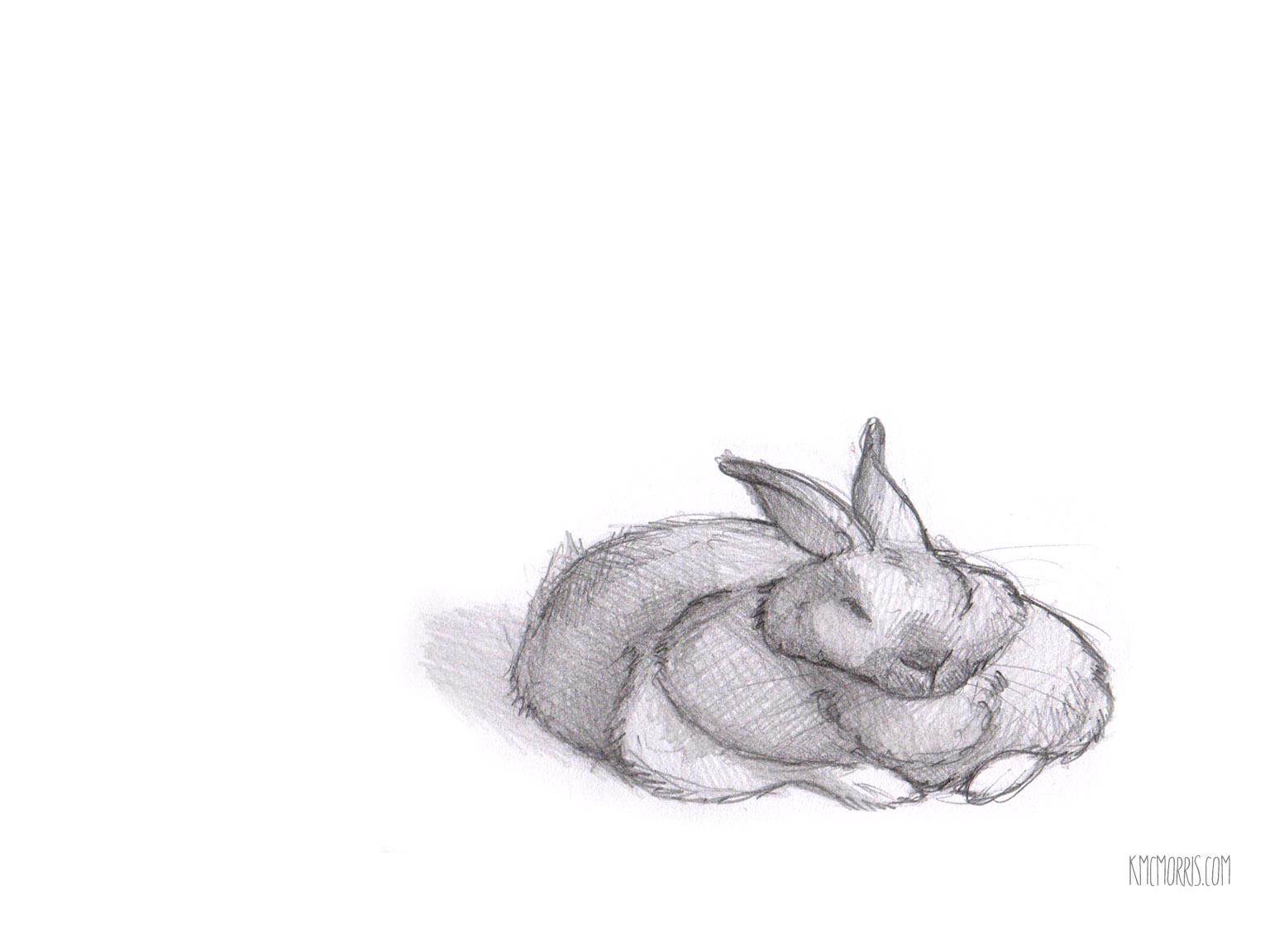 Fat Bunny Drawing