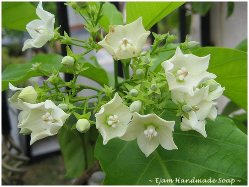 Baru 33+ Bunga Kesidang