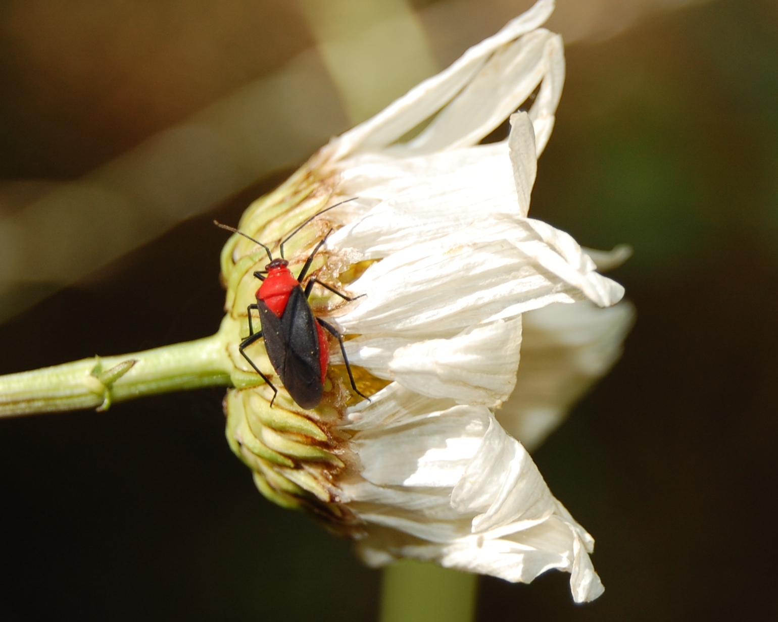 blackoaknaturalist: Exotic Bugs of Plumas