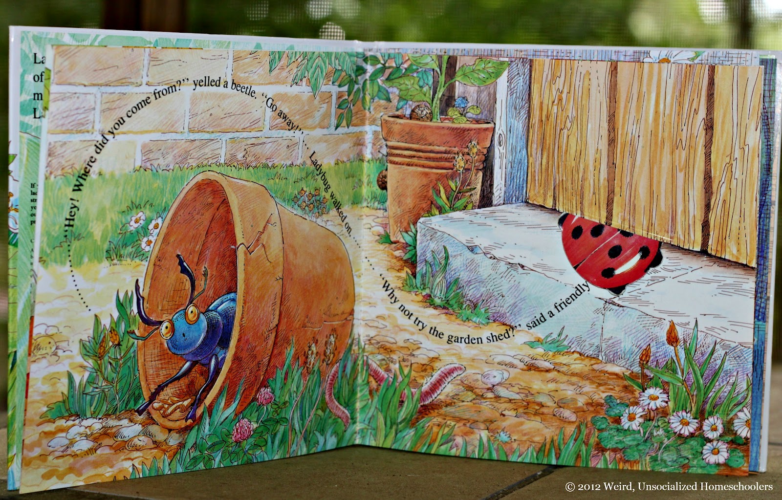 wise owl baby: chubby cheeks and picture books: Ladybug On the Move ...