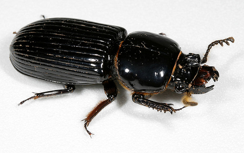 Bess Beetle - Insects World