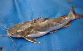 Klasifikasi Dan Morfologi Ikan Keting | IKAN DAN LAUT