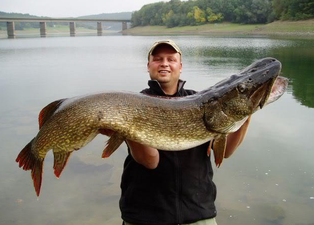 Mondo Pesca News: GERMANIA: super luccio da 23.8 kg!