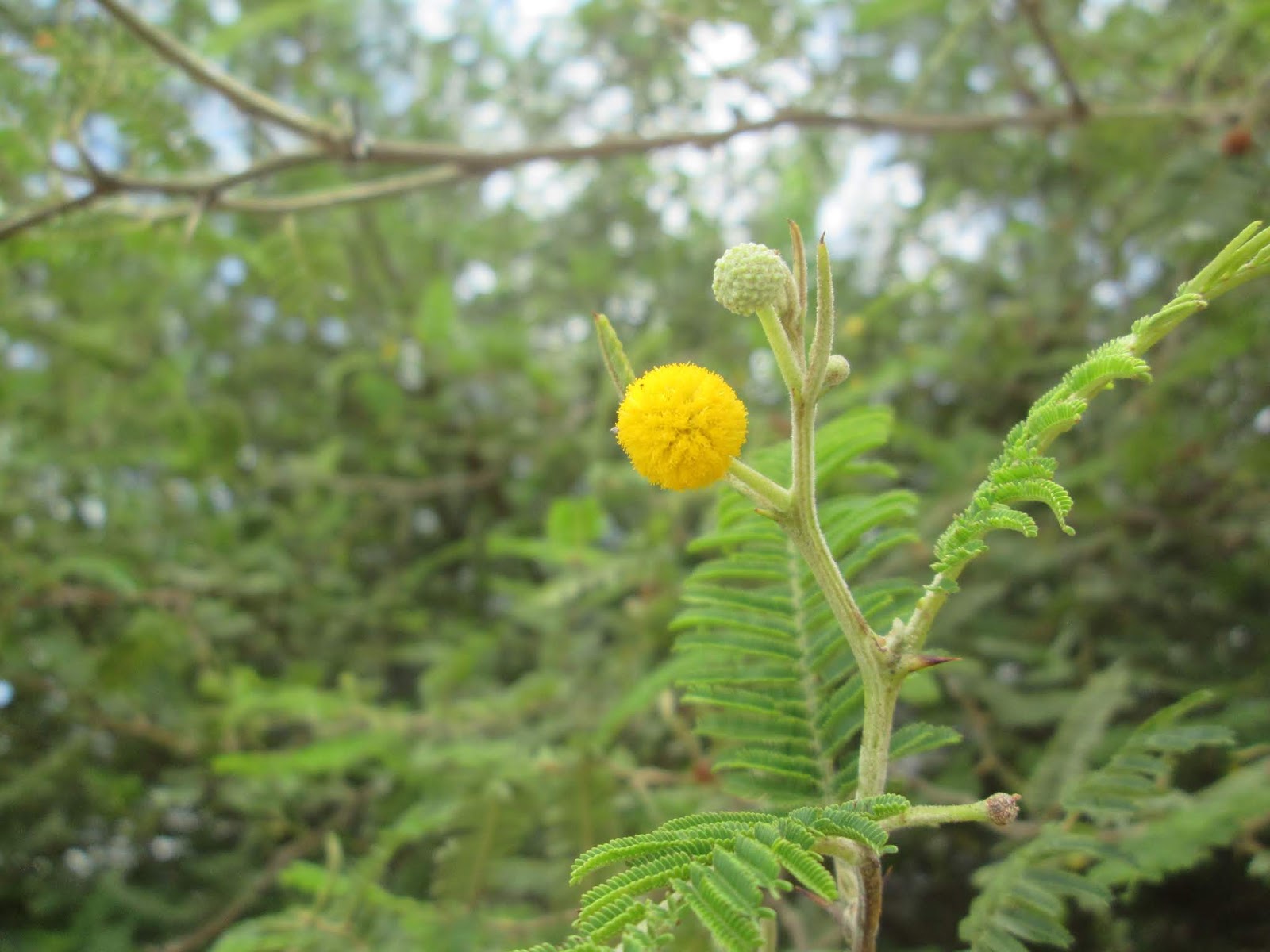 Plantando mi árbol: El Faique
