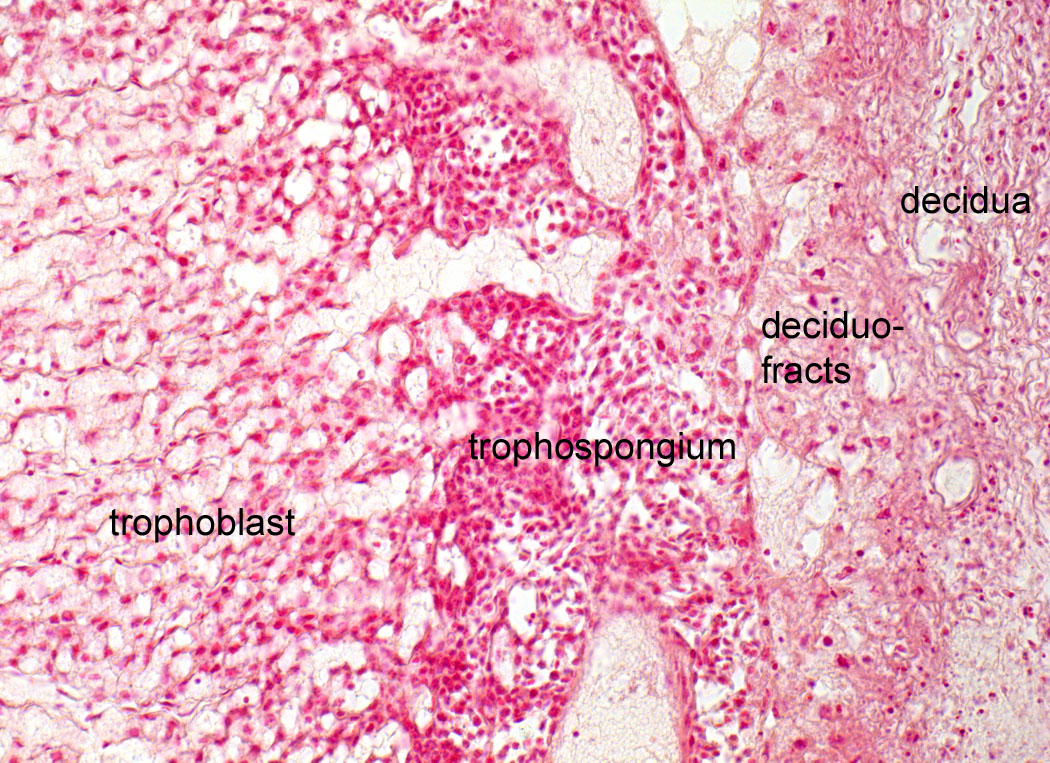 The Evolving Placenta: Naming of the Trophoblast