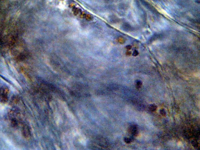 Don Schaeffer's Photos and Art: Cactus Cells