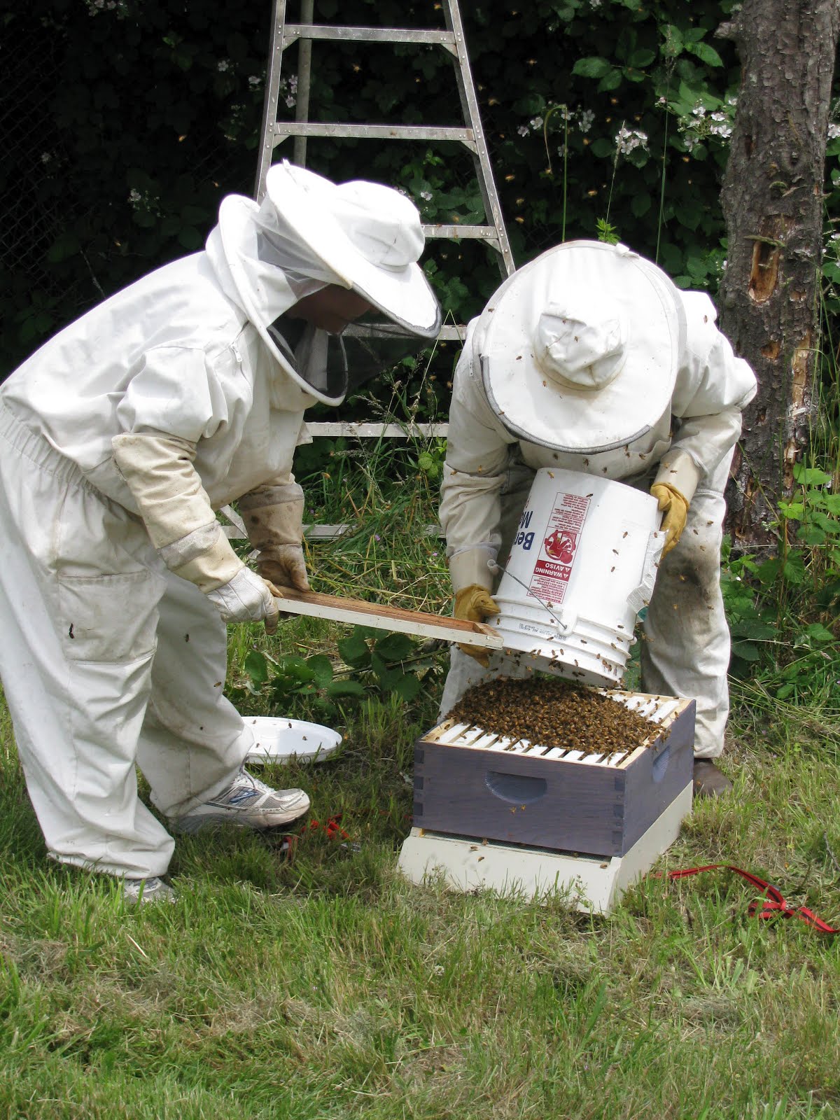 Seattle Urban Honey: Bee Log #72