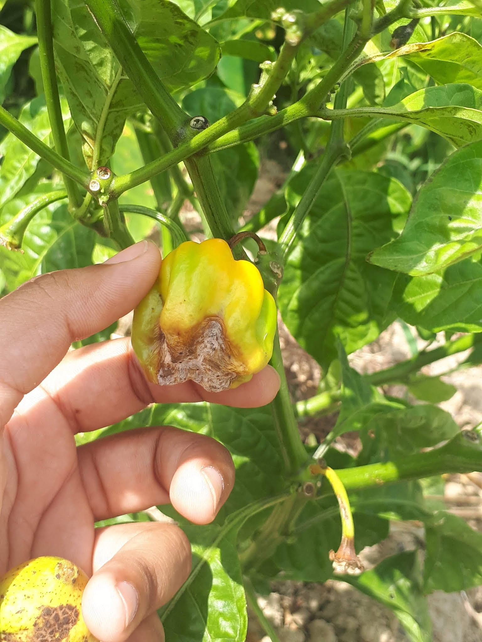 Fungal Diseases Affecting Hot Peppers Production in Penal Rock Road ...