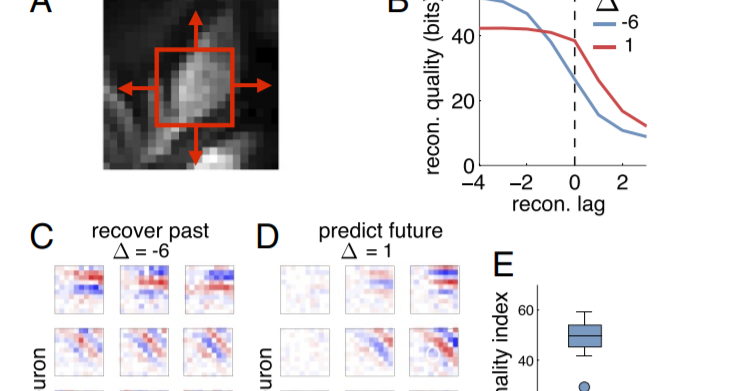 Unifying Efficient Coding Predictive Coding And Sparse Coding Part Ii