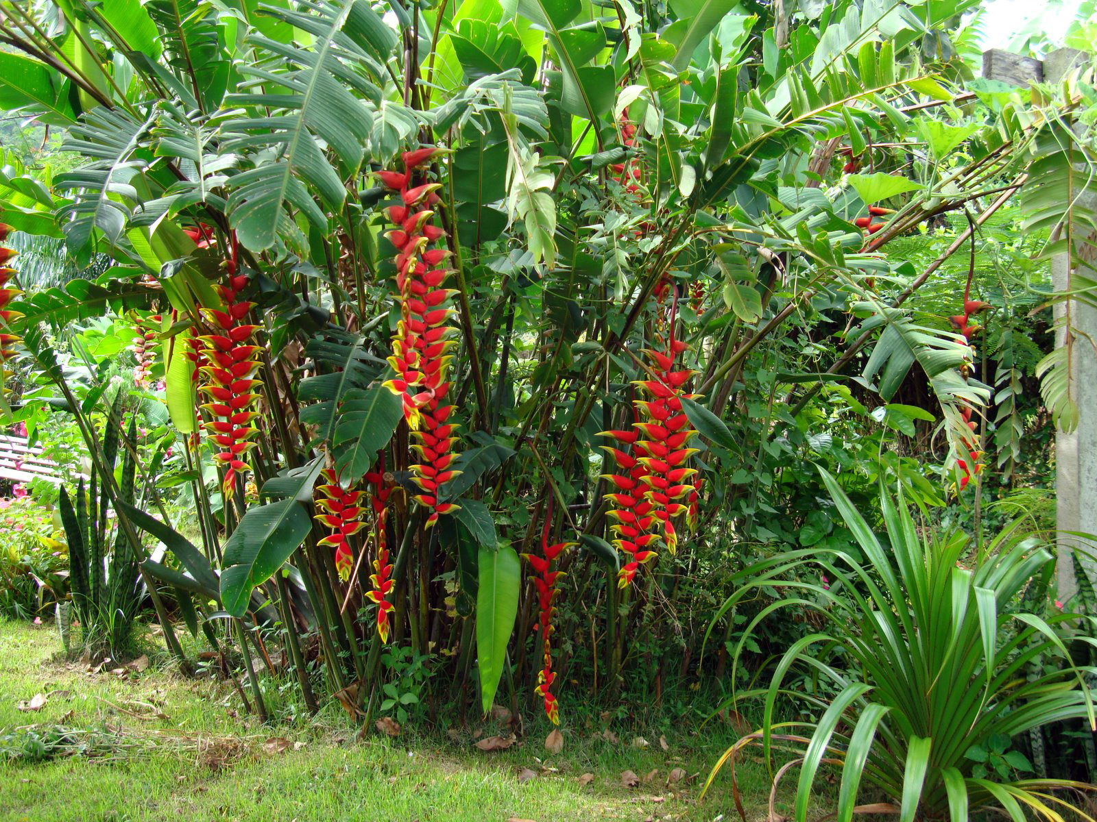 Heliconia rostrata