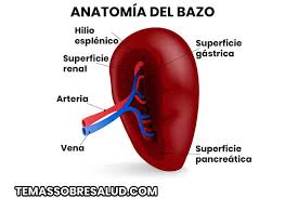 ¡Sistema Linfo-cardiovascular en solo un click!: Anatomía del Bazo y Timo.