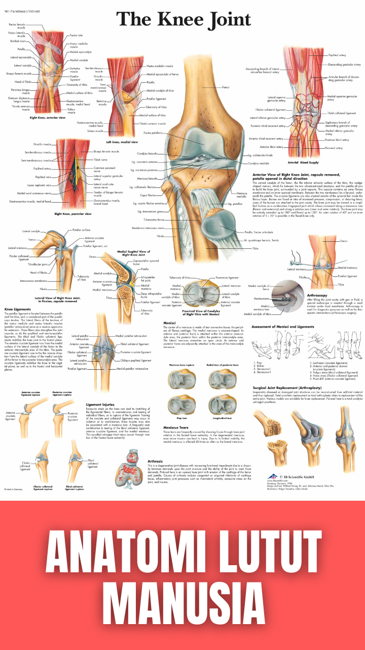 Anatomi Lutut Pada Manusia : Sendi, Tulang, Kondilus, Fungsi, Otot-Otot ...