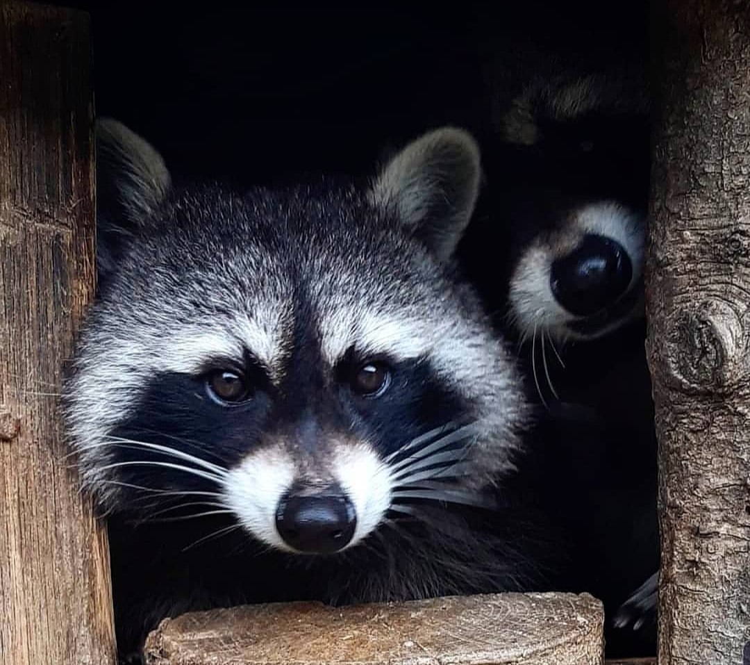 Descubriendo CORAX FAUNA , cuidado... amor... respeto animal.