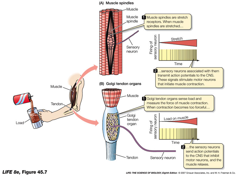 Fisioterapia: ¿Qué es la Propiocepción? y Ejercicios Propioceptivos