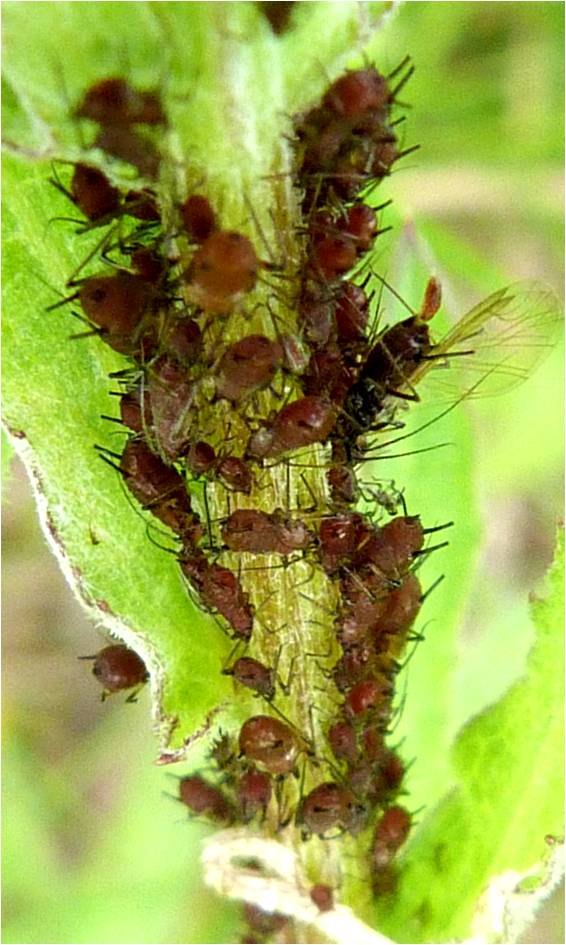 Insects of Scotland: True Bugs