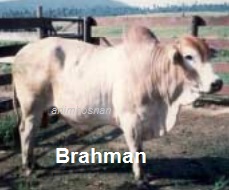 Anim Agro Technology: LEMBU - BAKA DI MALAYSIA