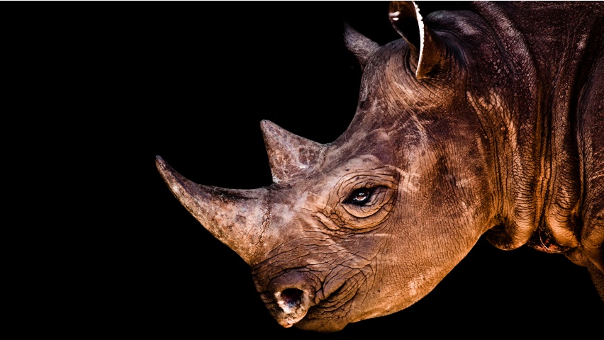 Rinocer | Imagini desktop