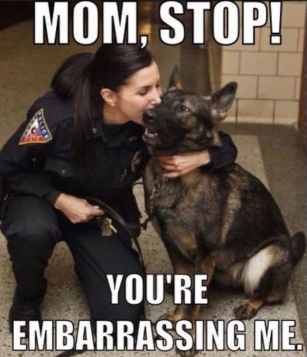 Service dog memes always bring out the smiles (40 Pics ...