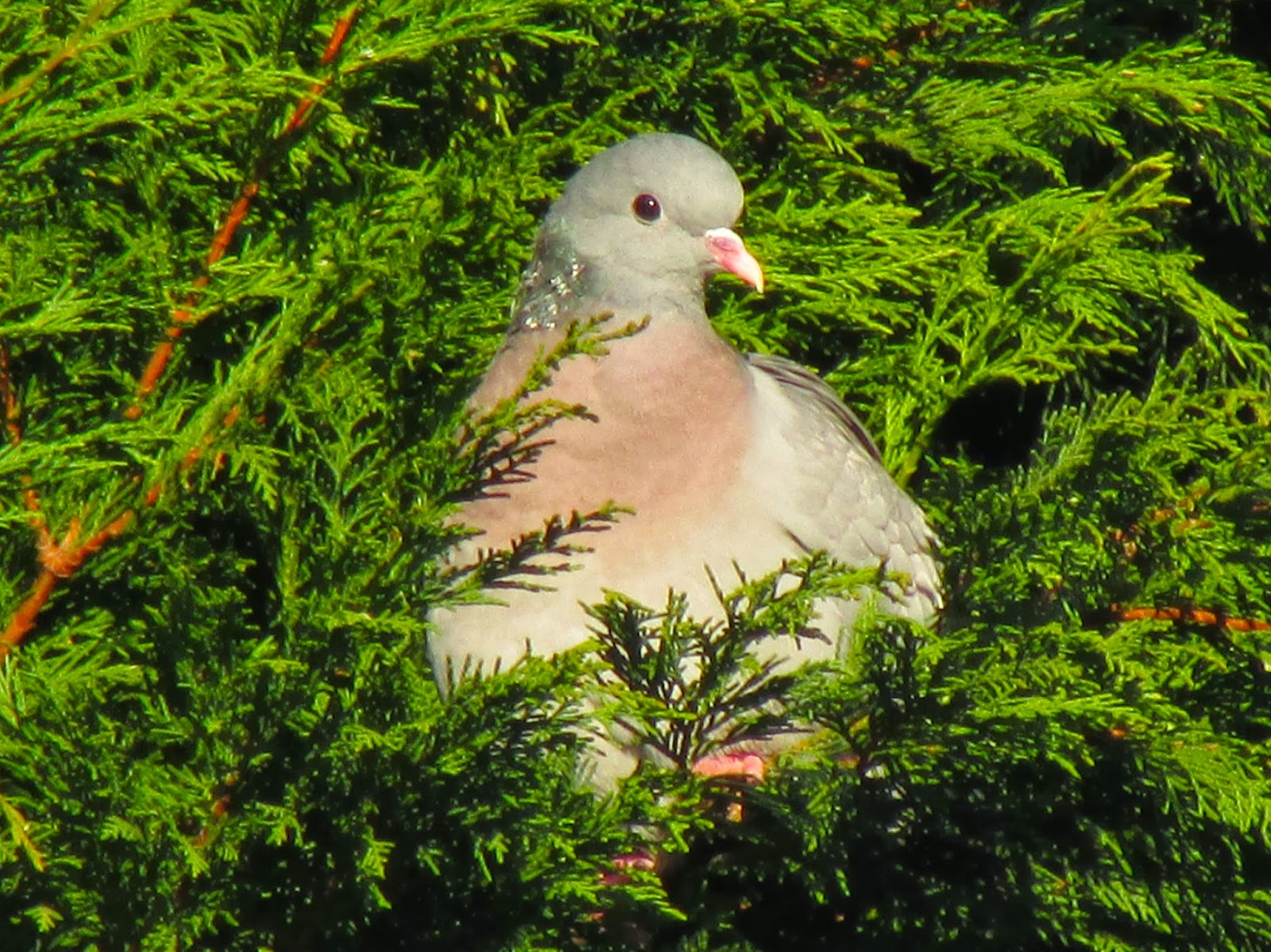 The Rattling Crow: Stock dove