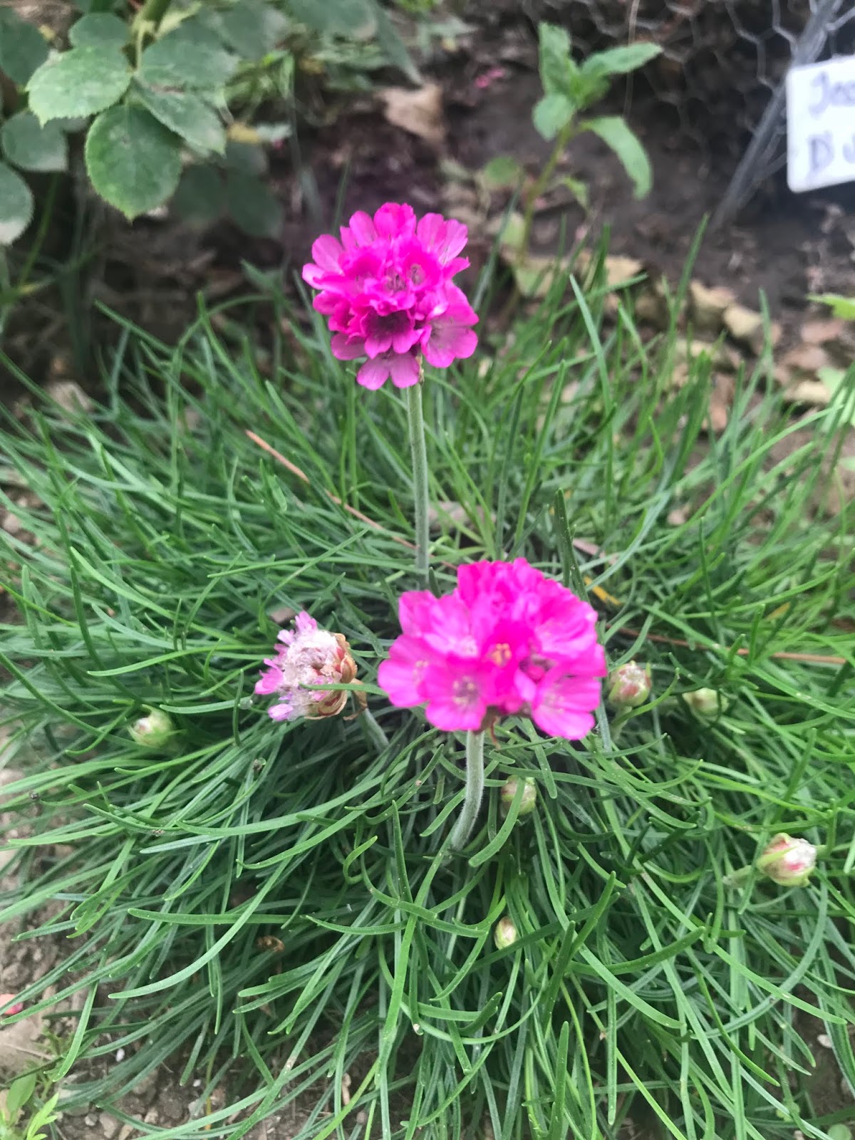 On Discovering A Garden: Gopher Resistant Plants