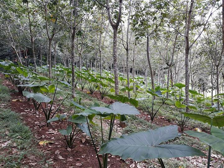 Bibit Tanaman Talas/Lompong Beneng