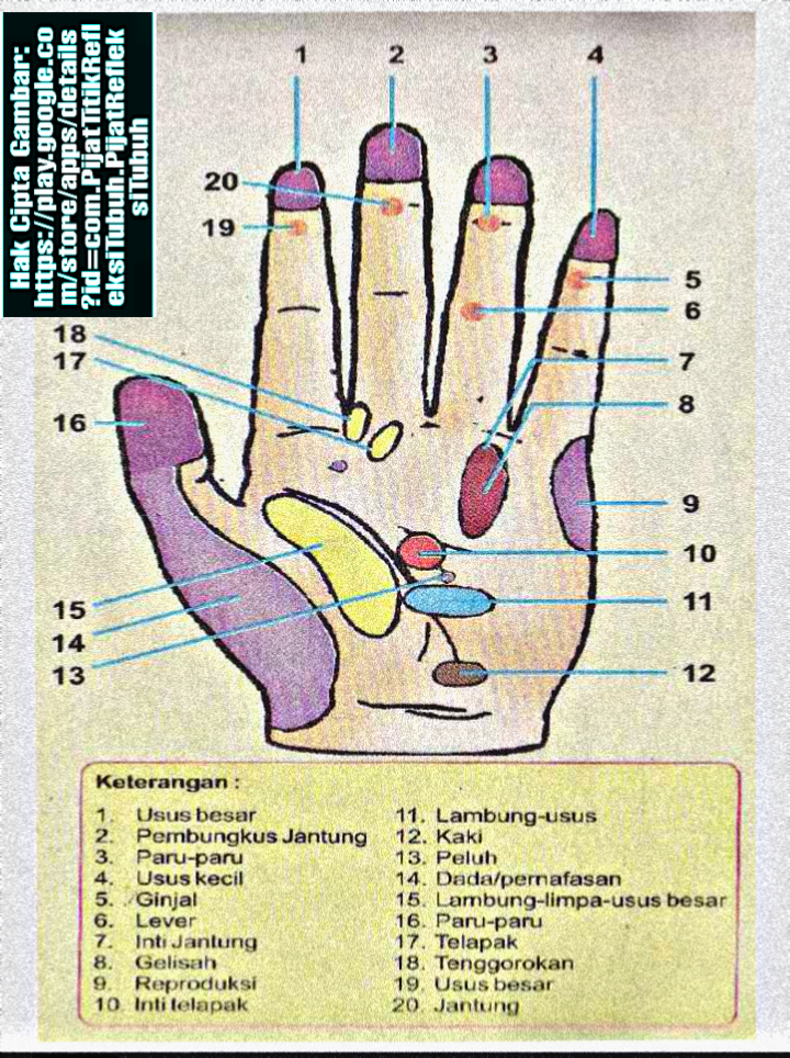 Panduan Lengkap Cara Pijat Refleksi yang Tepat & Benar Plus Gambar ...
