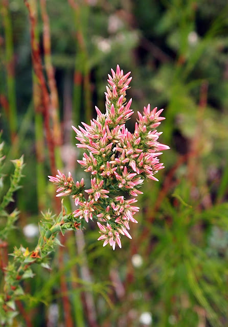 Dennis Argall: Colours of Tasmania