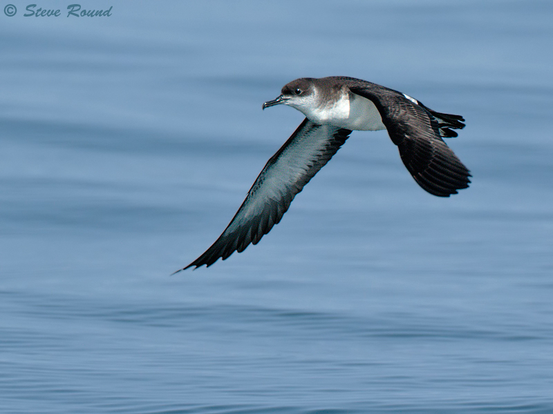 Steve Round Wildlife Photography: Manx Shearwaters