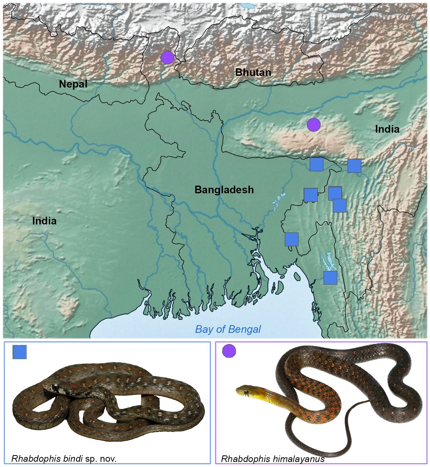 Species New to Science: [Herpetology • 2021] Rhabdophis bindi • Hidden ...