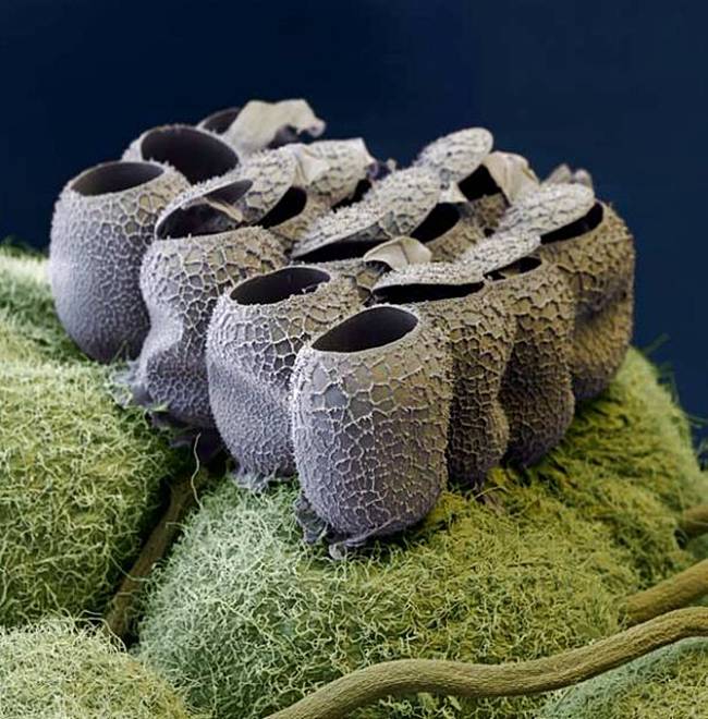 ArtHouse: Amazing Scanning Electron Microscope Photos