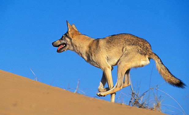 ¿BAILAMOS CON LOBOS?: LOBO ARABE : CANIDO MAS GRANDE DE ARABIA
