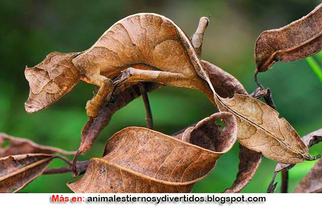 ANIMALES TIERNOS Y DIVERTIDOS: ANIMALES EXTRAÑOS