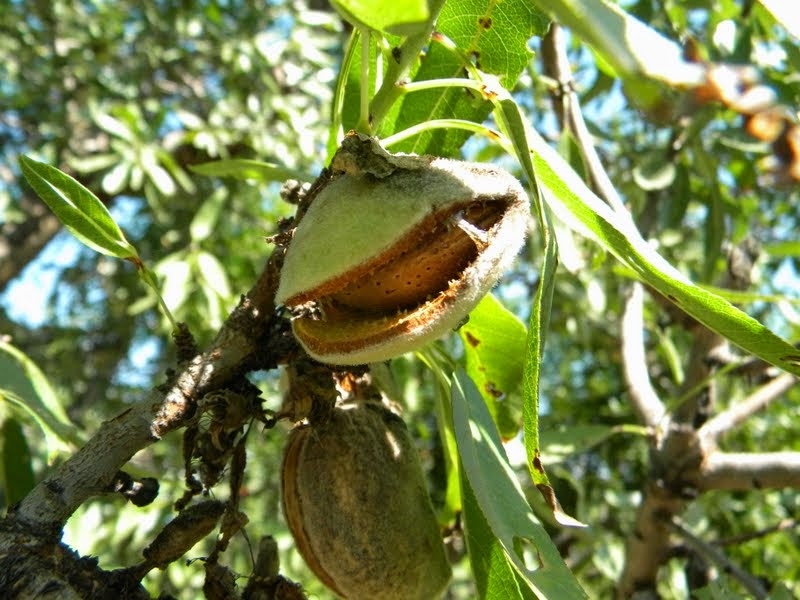 El bancalico del Cervantes: PLANTACIÓN ALMENDRO