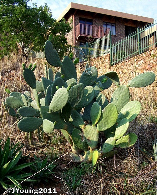 South African Photographs: Prickly Pear