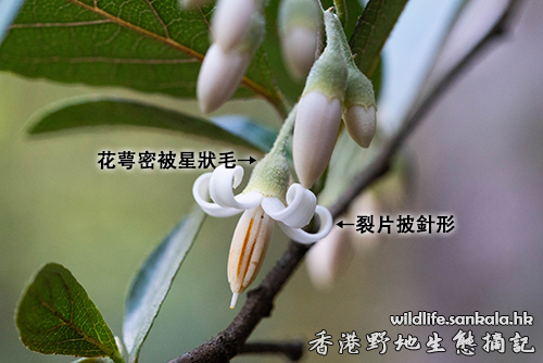 香港野地生態摘記: 賽山梅 Styrax confusus
