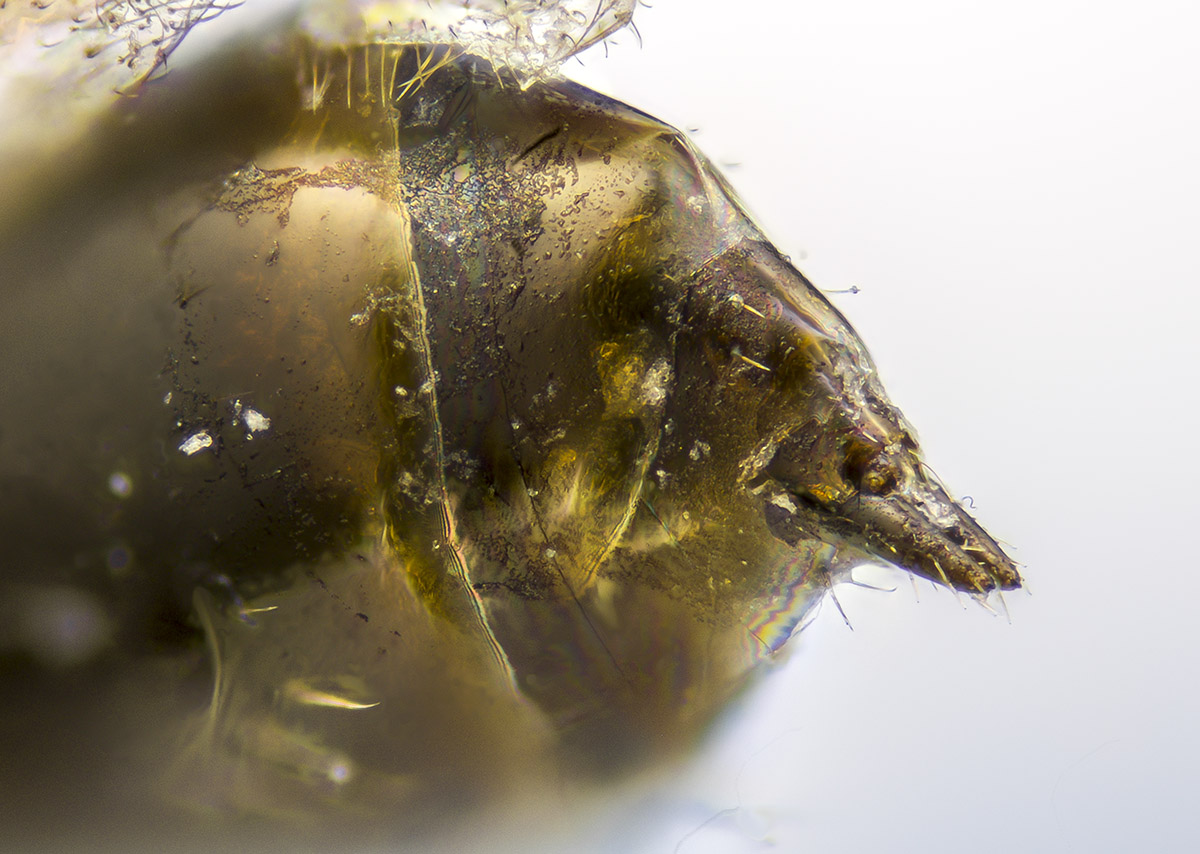 Utgångspunkt 63° 31,x' N - 22° 31,x' O: Exallonyx ater