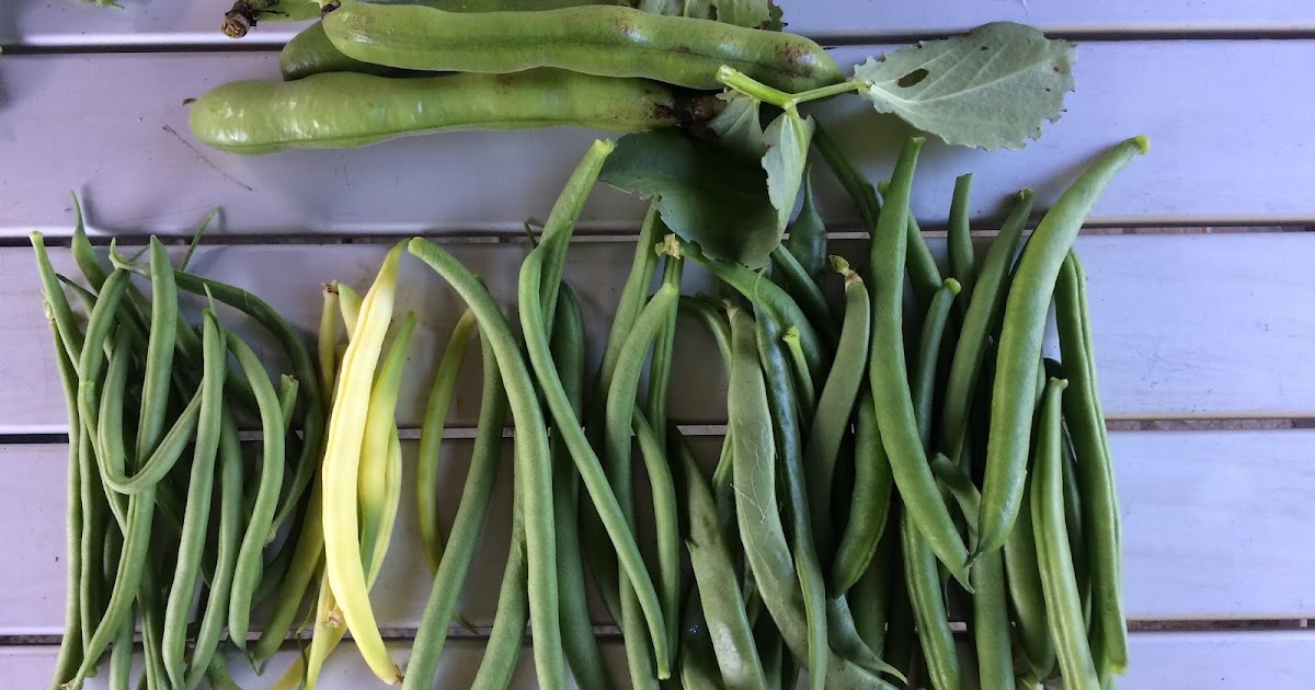 Vild med køkkenhave: Bønneopsamling