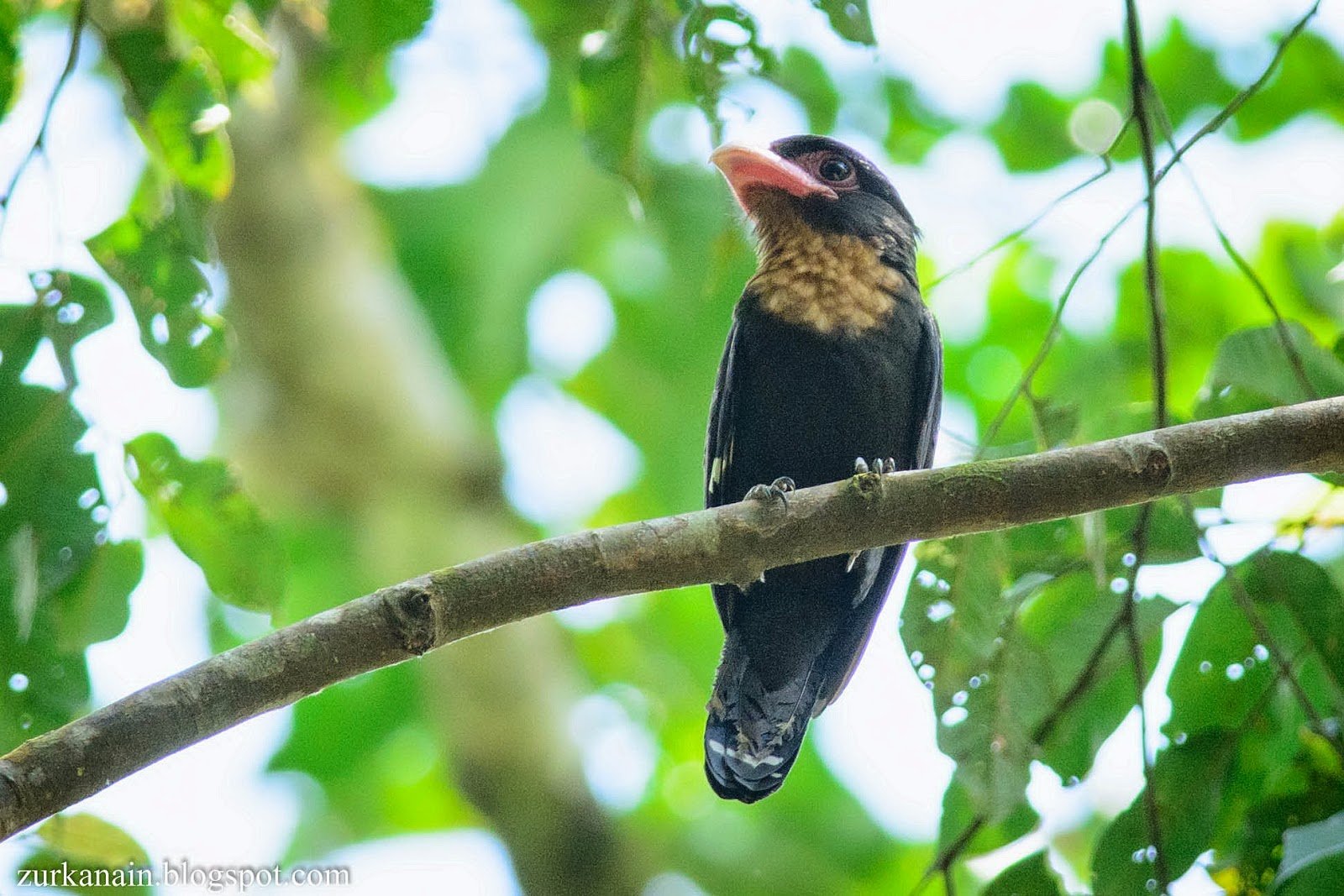 Zul Ya - Birds of Peninsular Malaysia: Dusky Broadbill - Lifer