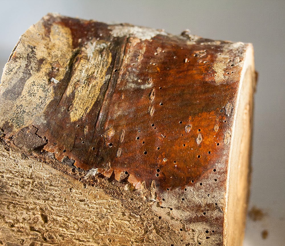 Wood ID? | Page 3 | UK Workshop