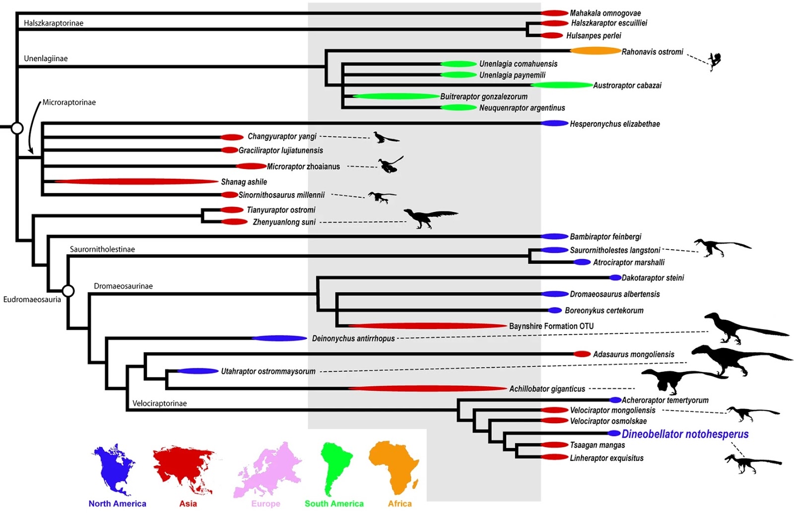 Species New to Science: [Paleontology • 2020] Dineobellator ...