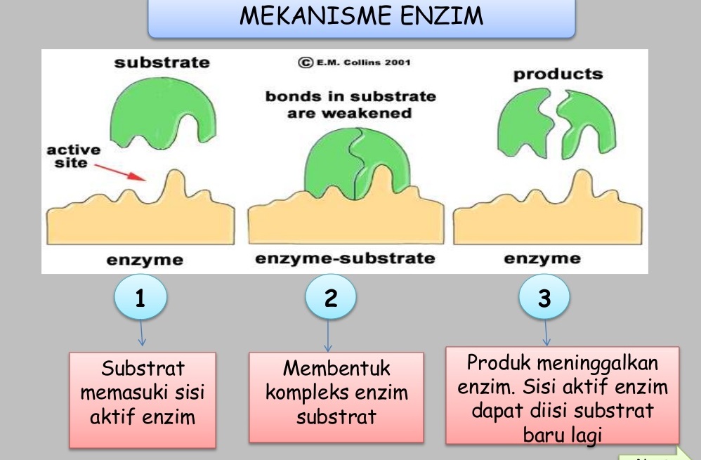 BIOLOGI GONZAGA: ENZIM METABOLISME