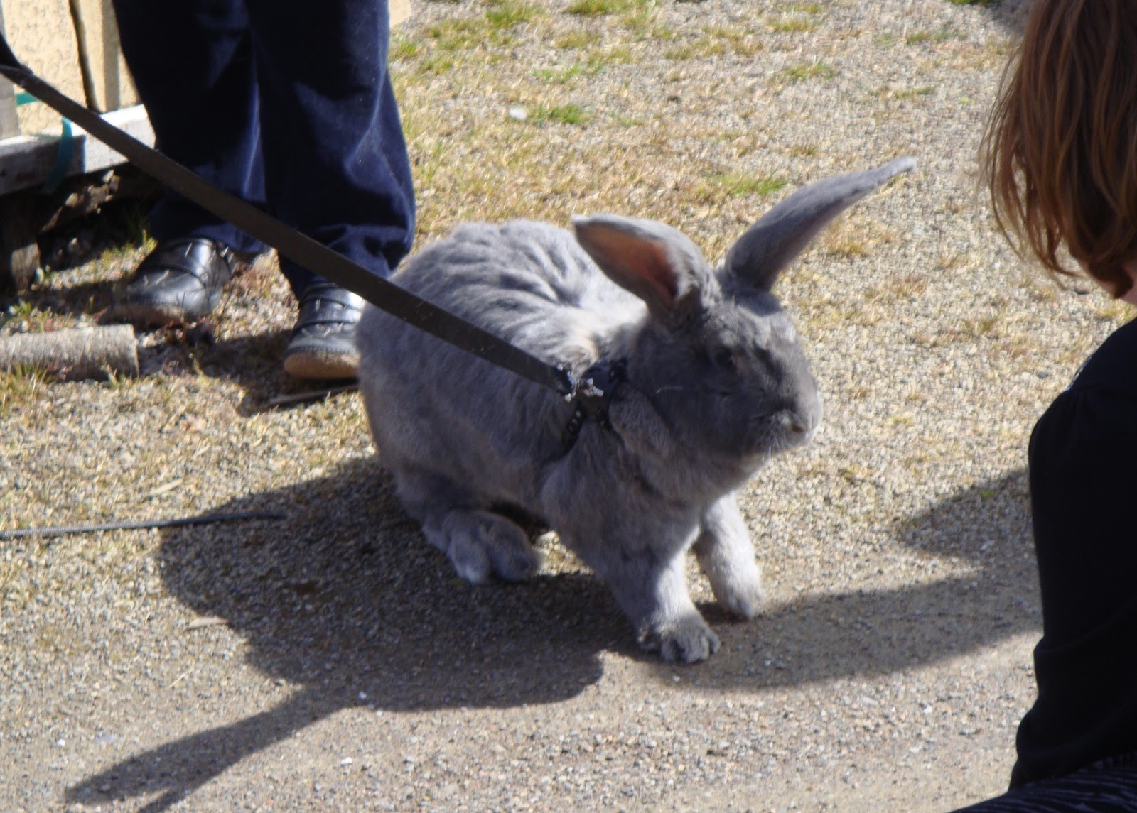 Crow's Feet: RABBIT rabbit