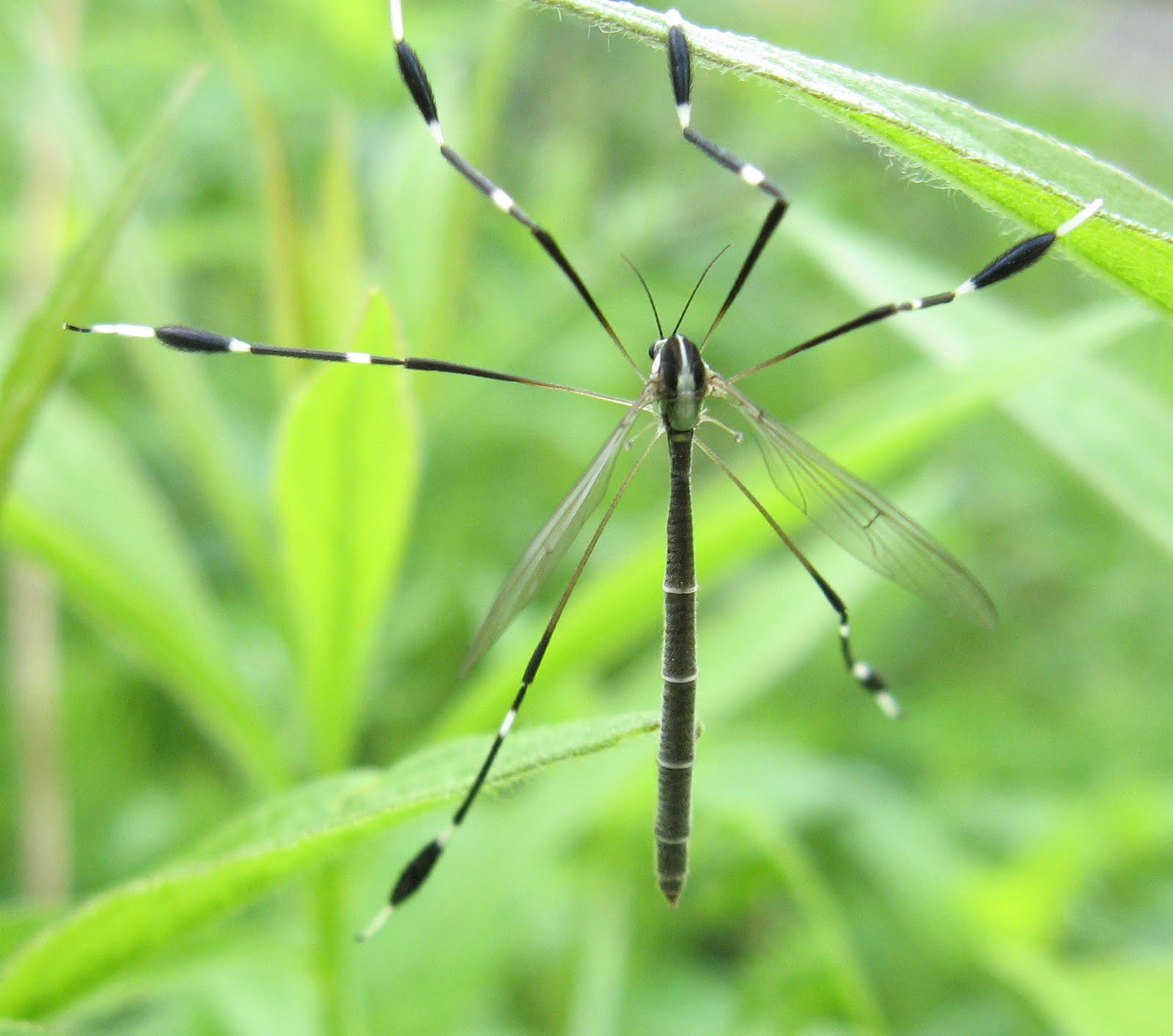 Tangled Web: Phantom Crane Fly ( Bittacomorpha clavipes)