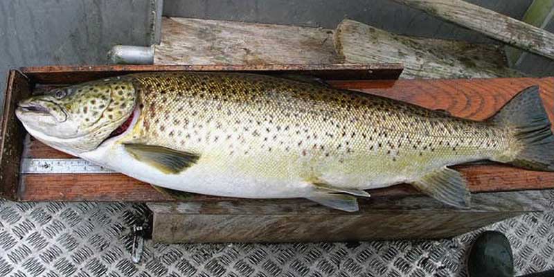 Artes de Pesca: ACTINOPTERYGII