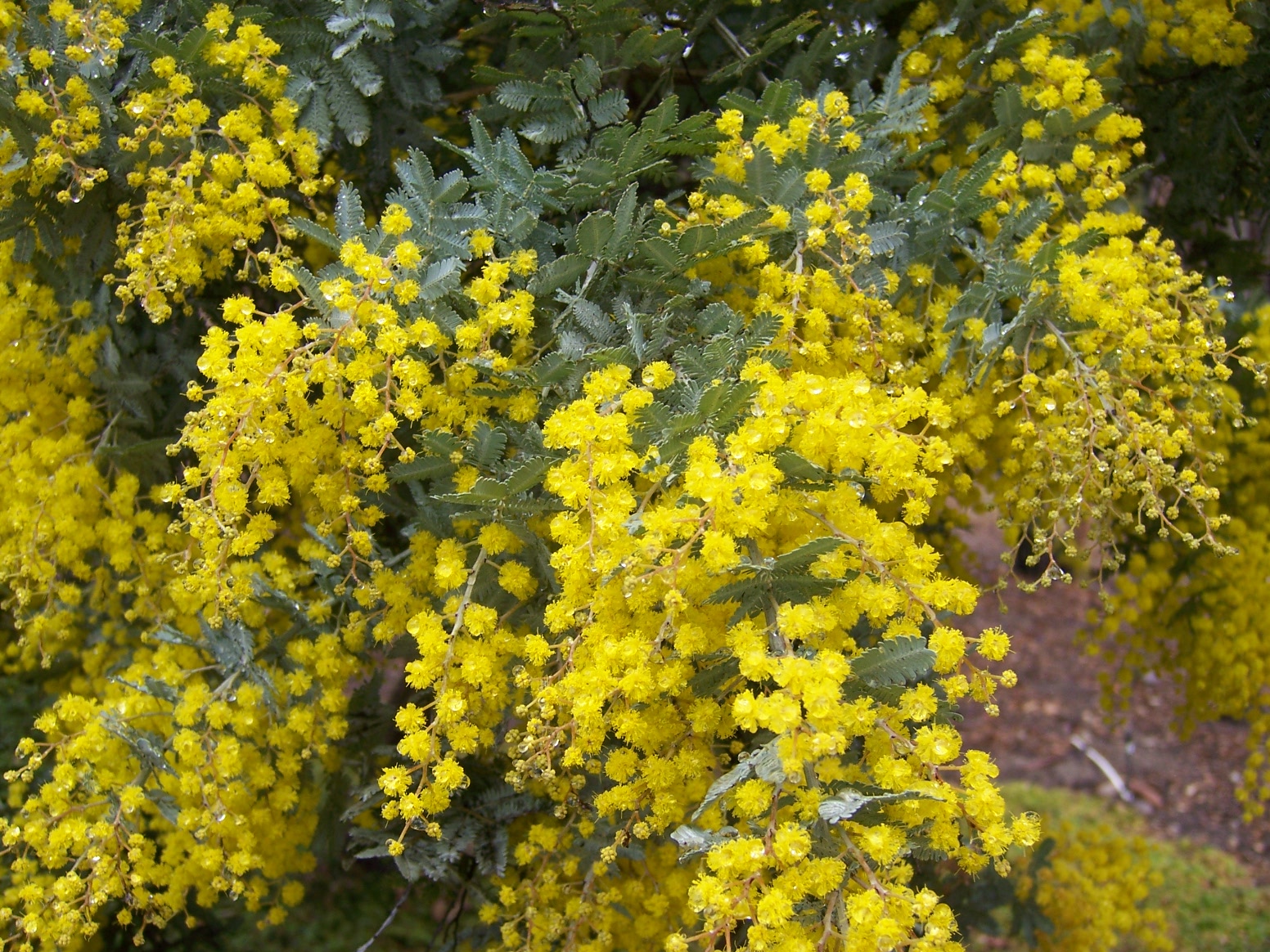 The 2 Minute Gardener: Photo - Bailey's Acacia (Acacia baileyana)