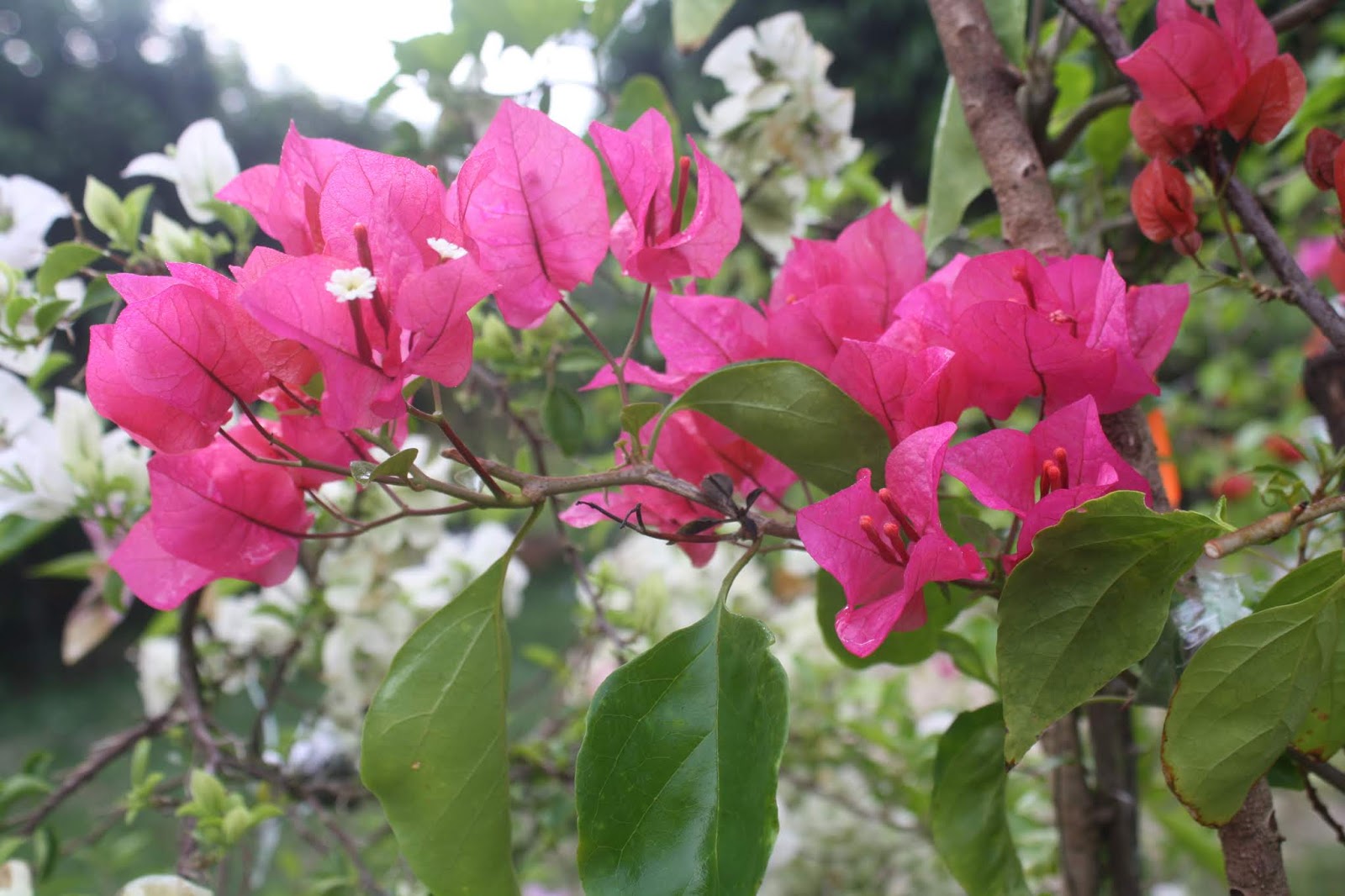 8 Warna Terbaik Bunga Kertas "bougainvillea") Pilihan Etuza