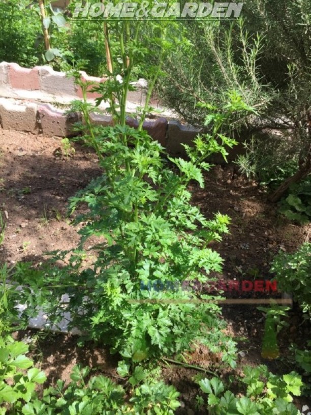 Harvesting Parsley seeds