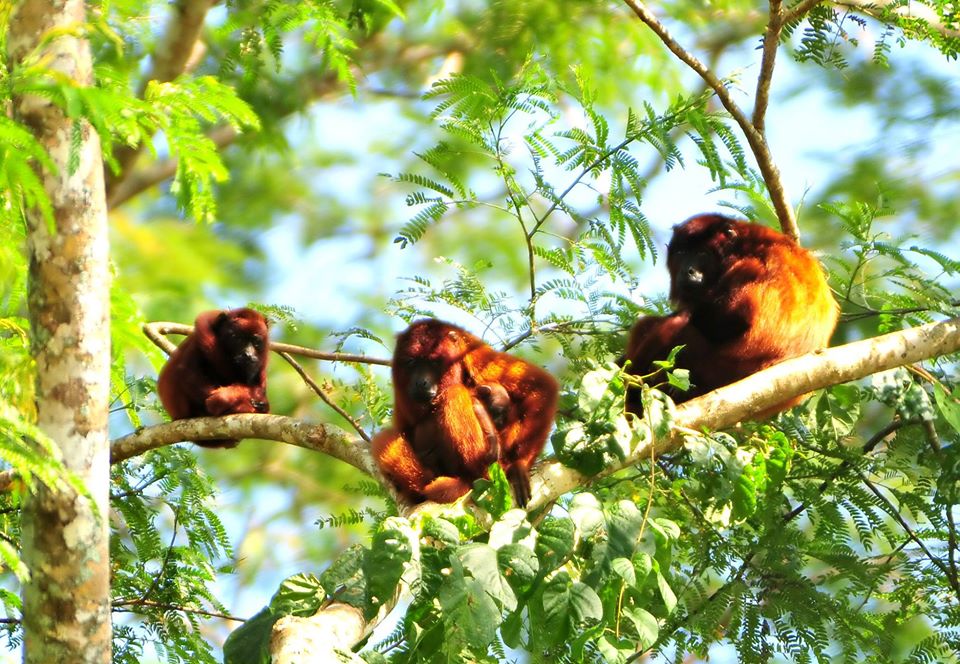Parque Nacional Alto Purús